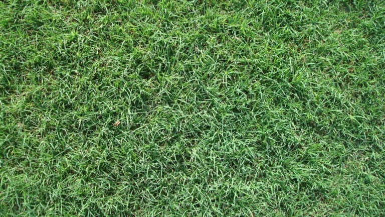 What Is The Easiest Grass To Grow In North Carolina? | Obsessed Lawn ...