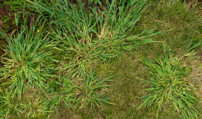 How To Get Rid Of Crabgrass In Your Lawn For Good! | Obsessed Lawn & Garden