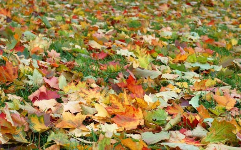 Can Fall Leaves Kill Grass? | Obsessed Lawn & Garden