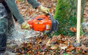 How To Cut Down A Small Tree With A Chainsaw | Obsessed Lawn & Garden