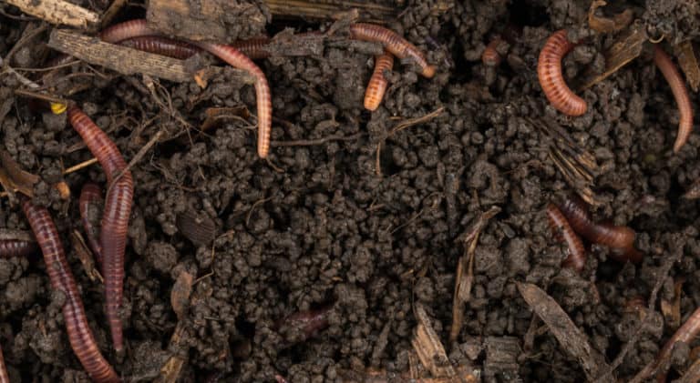 Guide To Starting A Worm Castings Composting Bin | Vermicomposting