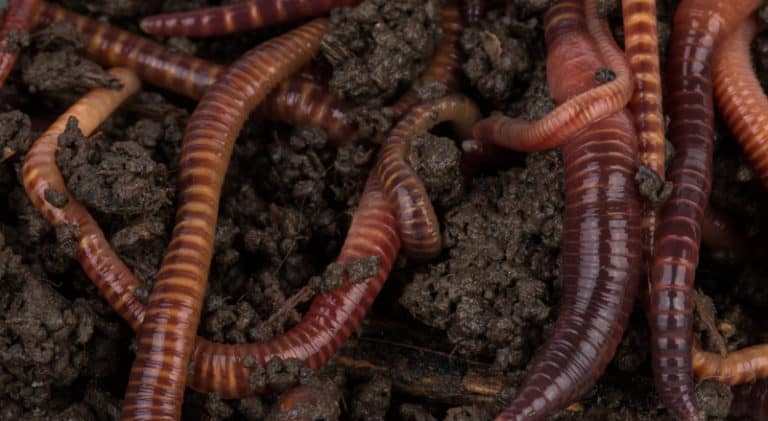Guide To Starting A Worm Castings Composting Bin | Vermicomposting