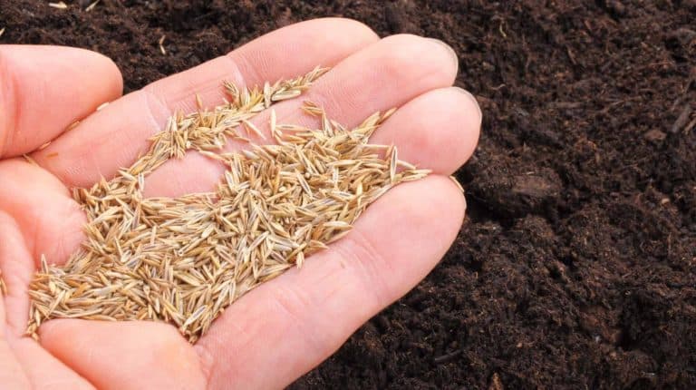 How Long Does Grass Seed Last | Obsessed Lawn & Garden