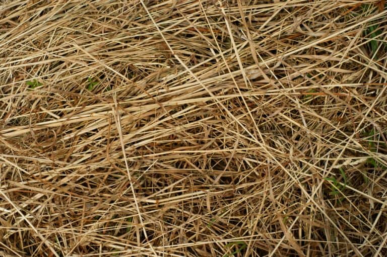 Hay On New Grass Seed: How Long To Leave It And Why | Obsessed Lawn ...