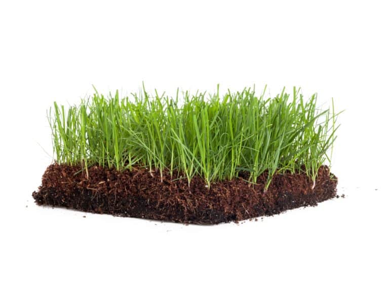 Sta Green Vs Scotts Fertilizer Ratings - Which Is Best? | Obsessed Lawn ...