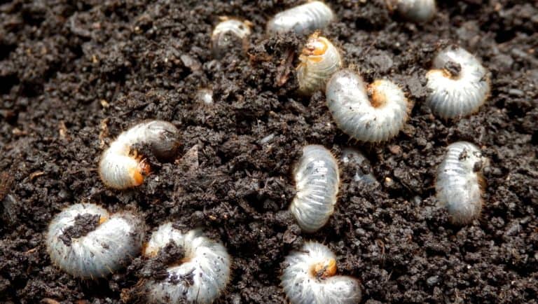 How Soon After Treating For Grubs Can You Plant Grass Seed? | Obsessed ...