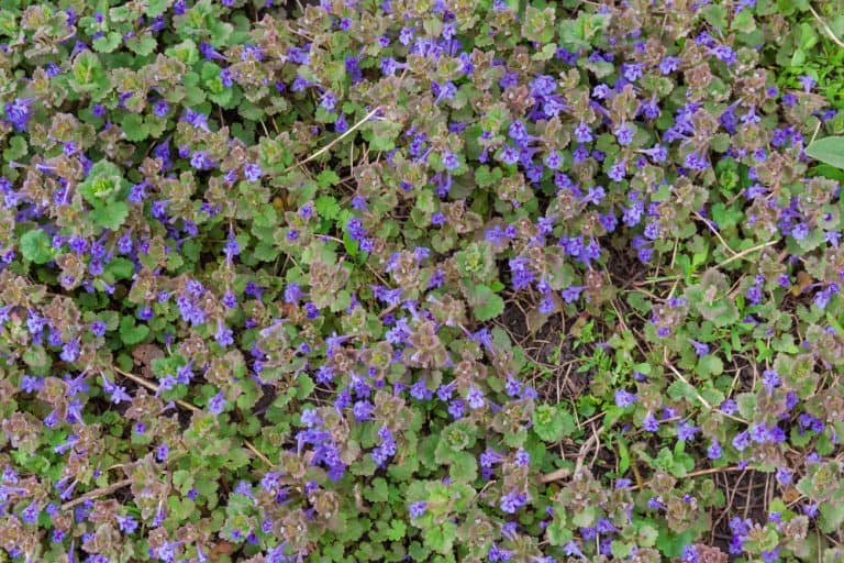What Are The Weeds With Purple Flowers Called? | Obsessed Lawn & Garden