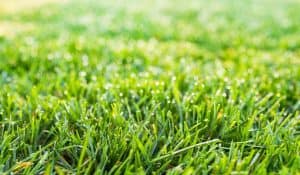 Waiting Game: How Long To Wait For Fescue Grass Seed Germination ...