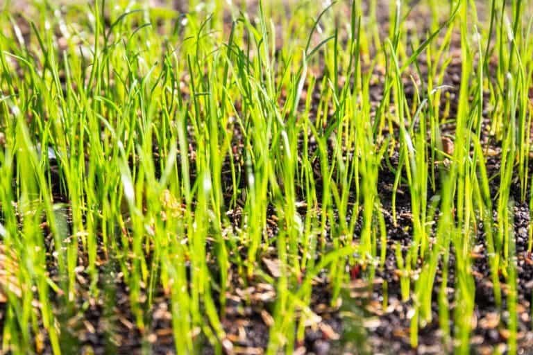 Pros And Cons Of Hydroseeding | Obsessed Lawn & Garden