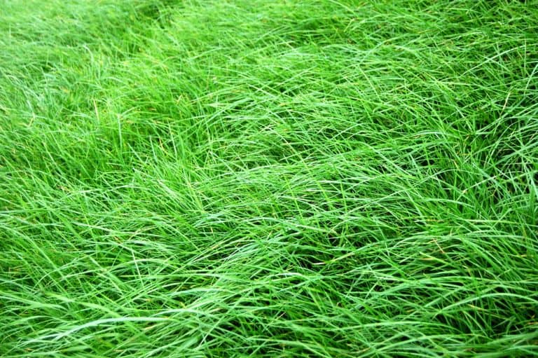 Temporary Fix For A Muddy Yard | Obsessed Lawn & Garden