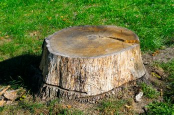 How To Level The Ground After Tree Stump Removal | Obsessed Lawn & Garden
