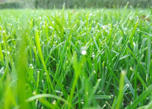 Dwarf Fescue Vs Tall Fescue: What Is The Difference? | Obsessed Lawn ...