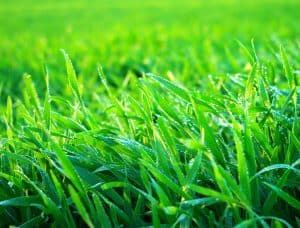 Dwarf Fescue Vs Tall Fescue: What Is The Difference? | Obsessed Lawn ...