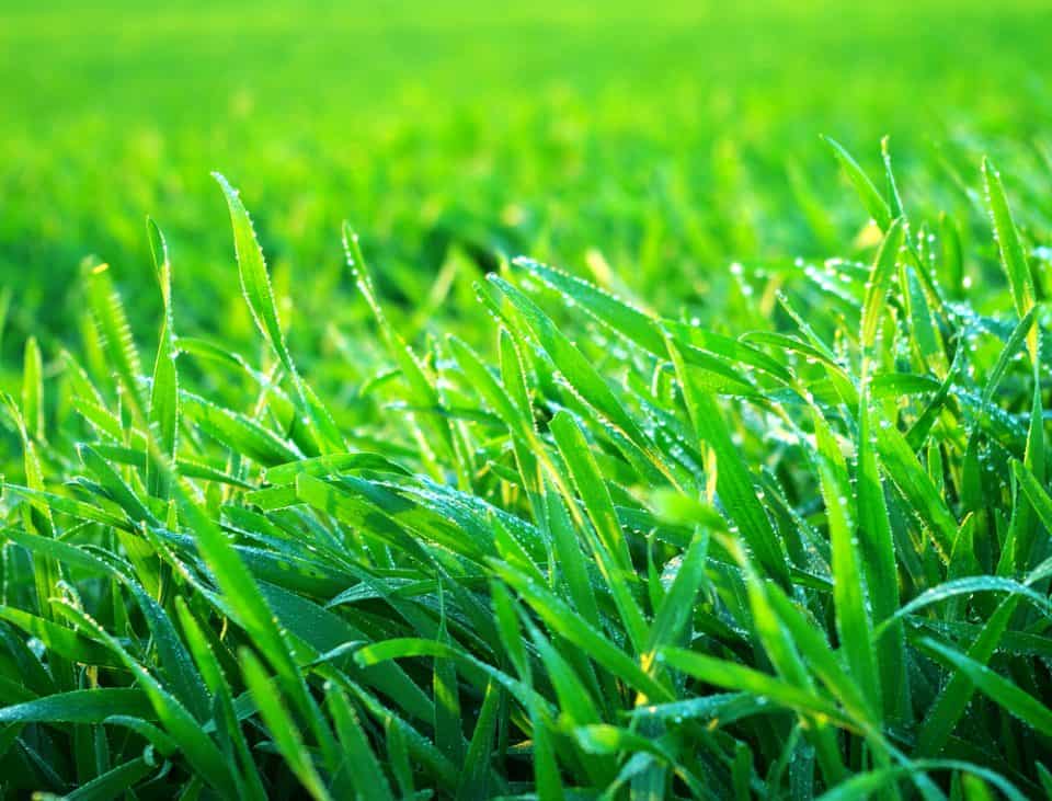 Dwarf Fescue Vs Tall Fescue: What Is The Difference? | Obsessed Lawn ...