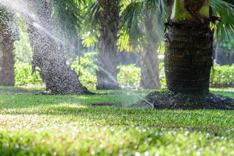 What Is The Best Grass Seed For Hot Weather? | Obsessed Lawn & Garden