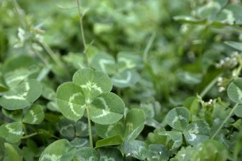 Does Clover Die In The Winter? | Obsessed Lawn & Garden