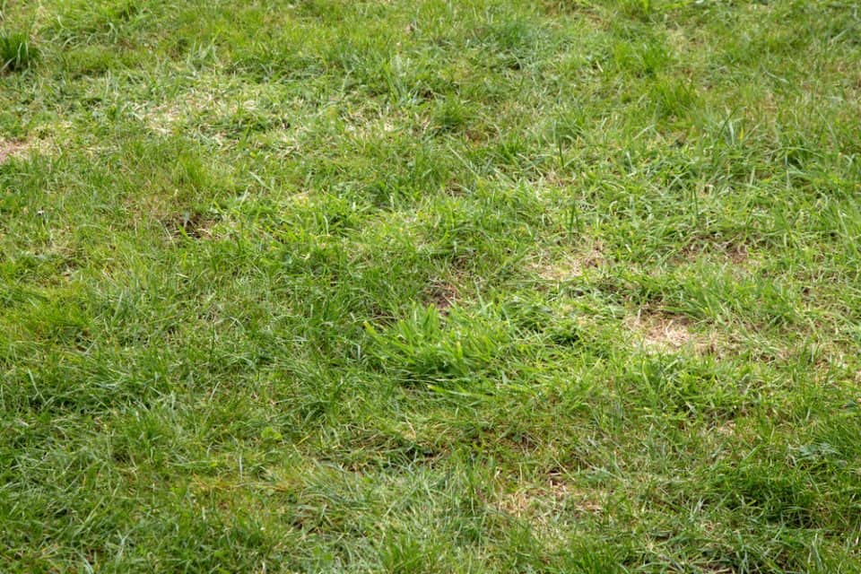 Why Is My Lawn Hard And Bumpy? | Obsessed Lawn