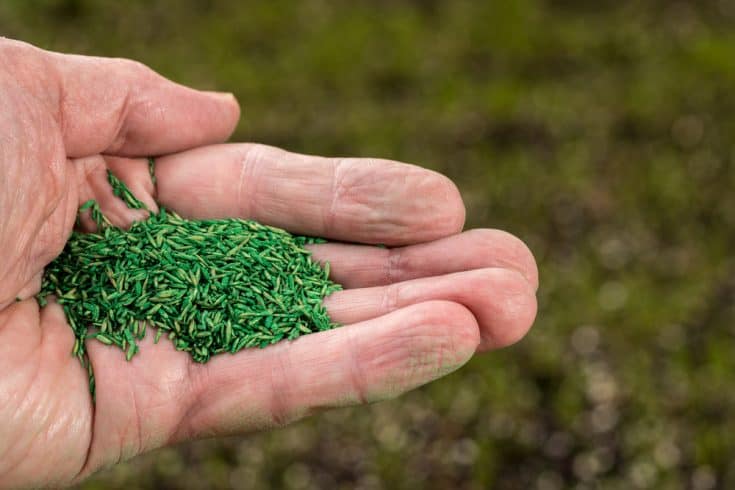 Kentucky 31 Tall Fescue Coated Vs Uncoated: Which Is Better? | Obsessed ...