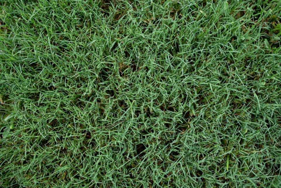 What Is The Easiest Grass To Grow In Alabama? | Obsessed Lawn & Garden