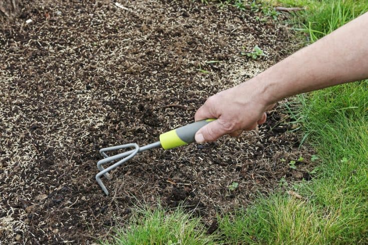Do You Have To Rake In Grass Seed? | Obsessed Lawn & Garden