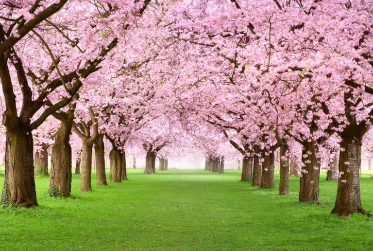 How To Keep Grass From Growing Around Trees | Obsessed Lawn & Garden