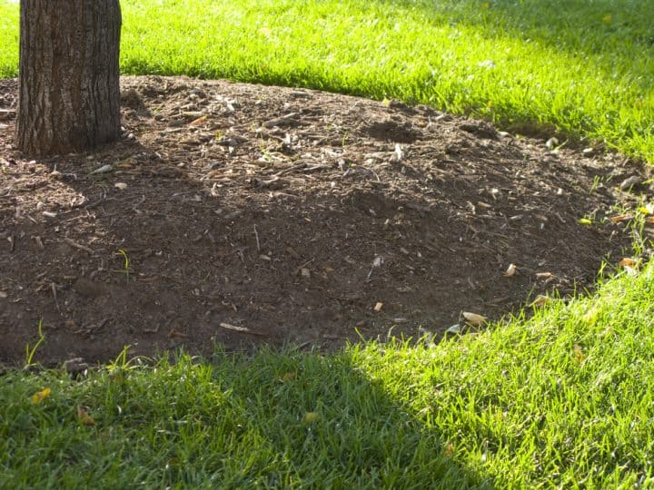 How To Keep Grass From Growing Around Trees | Obsessed Lawn & Garden