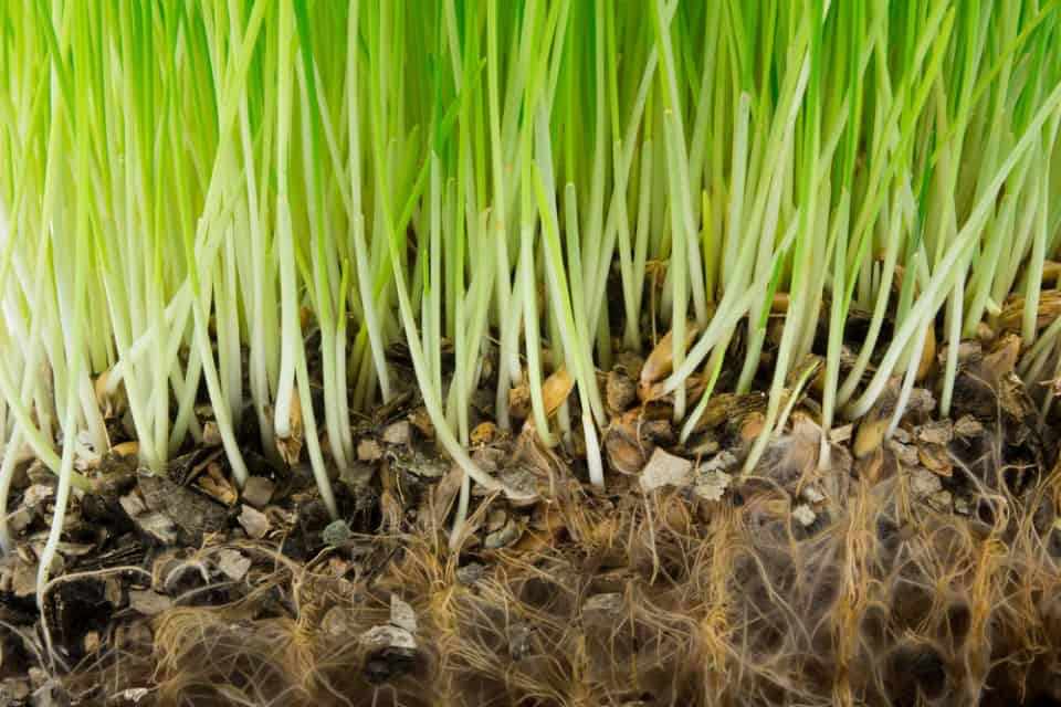 How Often Do I Need To Water New Grass Seed? | Obsessed Lawn