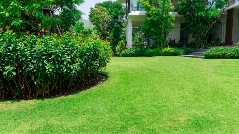Zenith Zoysia Vs. Emerald Zoysia: Which Is Best? | Obsessed Lawn & Garden