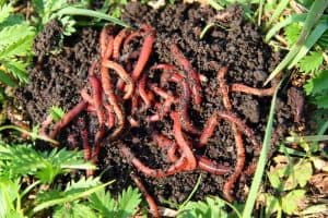 Do Compost Worms Eat Coffee Grounds? | Obsessed Lawn & Garden