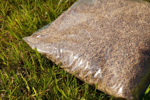 How Long Does It Take Ryegrass To Germinate | Obsessed Lawn & Garden