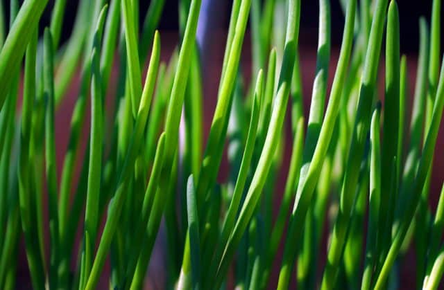 How To Get Rid Of Onion Grass In Your Lawn | Obsessed Lawn & Garden