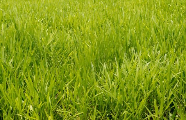 How Long Does It Take Ryegrass To Germinate | Obsessed Lawn & Garden
