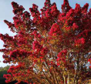 Can You Trim Crepe Myrtles In The Fall? | Obsessed Lawn & Garden