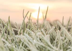 When Is It Too Cold To Fertilize Your Lawn? | Obsessed Lawn & Garden