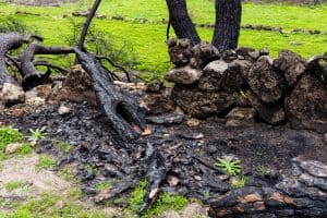 How To Burn Out Tree Stumps | Obsessed Lawn & Garden