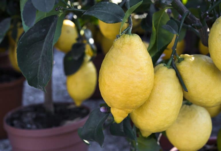 What Is The Lowest Temperature Lemon Tree Can Handle? | Obsessed Lawn ...