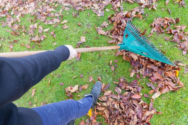 How To Rake Leaves Into A Bag? | Obsessed Lawn & Garden