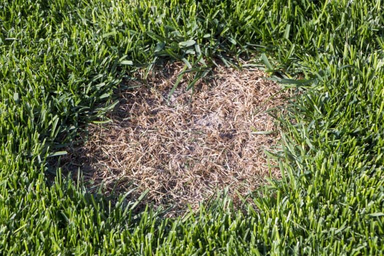 How To Treat Burnt Grass From Fertilizer? | Obsessed Lawn & Garden