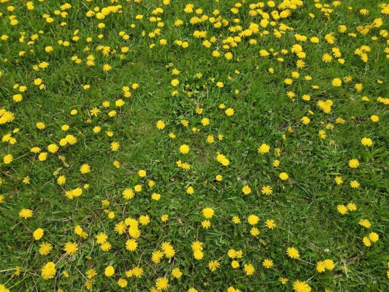Does Triclopyr Kill Grass? | Obsessed Lawn & Garden