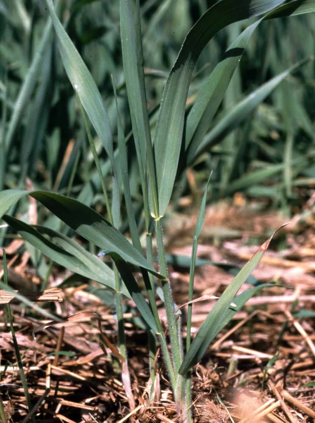 How Do You Kill Quack Grass Without Killing Grass? | Obsessed Lawn & Garden