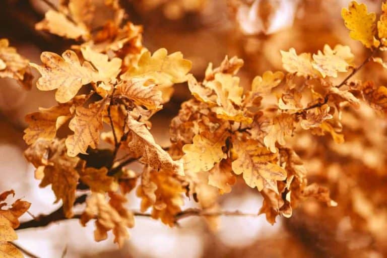 Are Oak Leaves Bad For Compost? | Obsessed Lawn & Garden