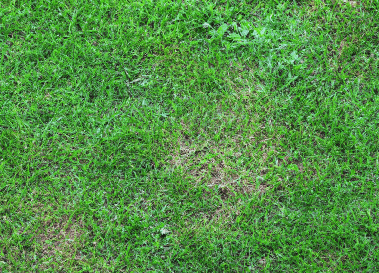 Why Is My Grass Turning White In Some Spots? | Obsessed Lawn & Garden