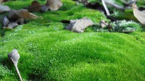 How To Use Moss As A Natural Ground Cover | Obsessed Lawn & Garden