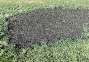 Will Fescue Germinate In Summer? | Obsessed Lawn & Garden