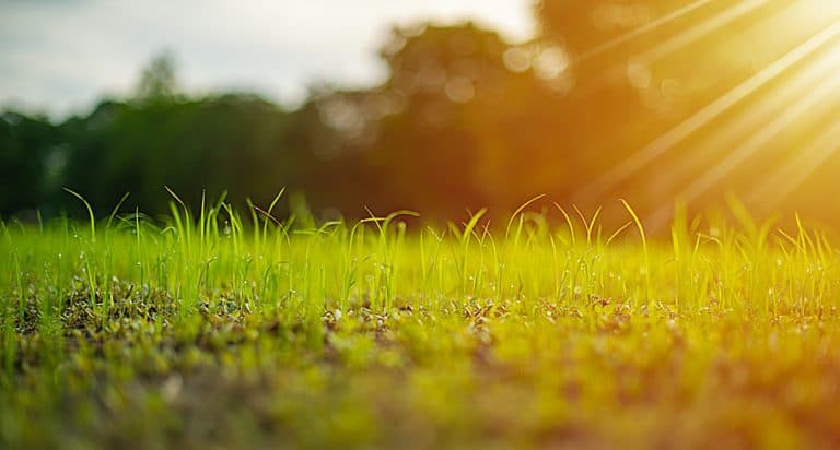 How Much Should I Water My New Grass Seed In Summer? | Obsessed Lawn ...